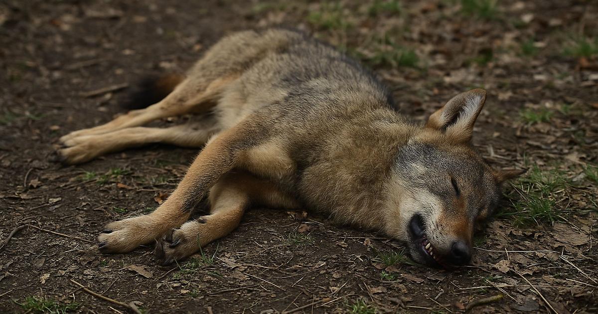 La mattanza dei lupi nell’alessandrino segna un record preoccupante nel ...