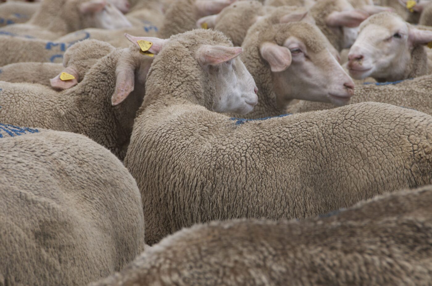 Il parco nazionale del gran sasso lancia faenum per supportare gli ...