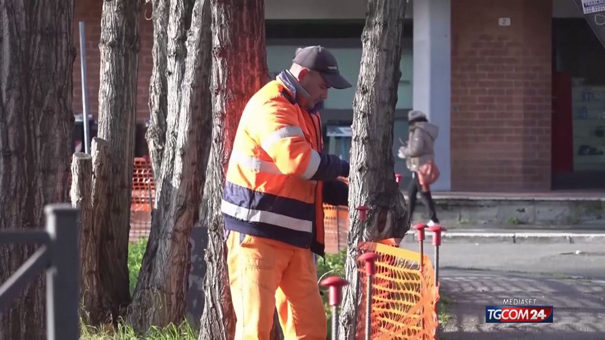 La procura di roma avvia consulenza su cedimenti e crolli degli alberi ...