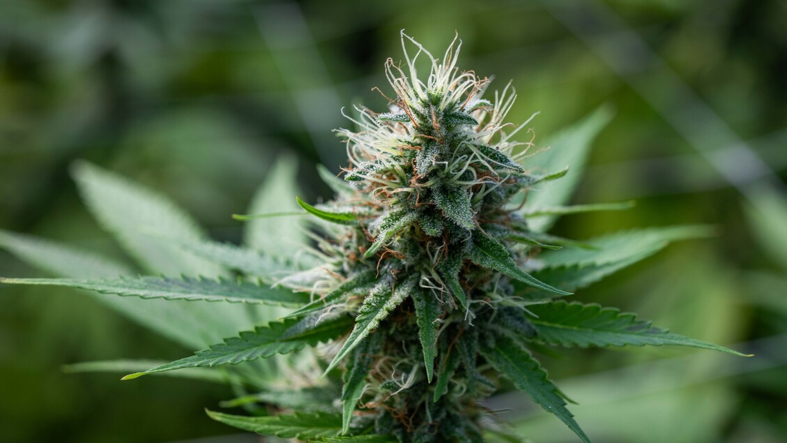 Tar Bologna conferma divieto di vendita di prodotti derivati da ...