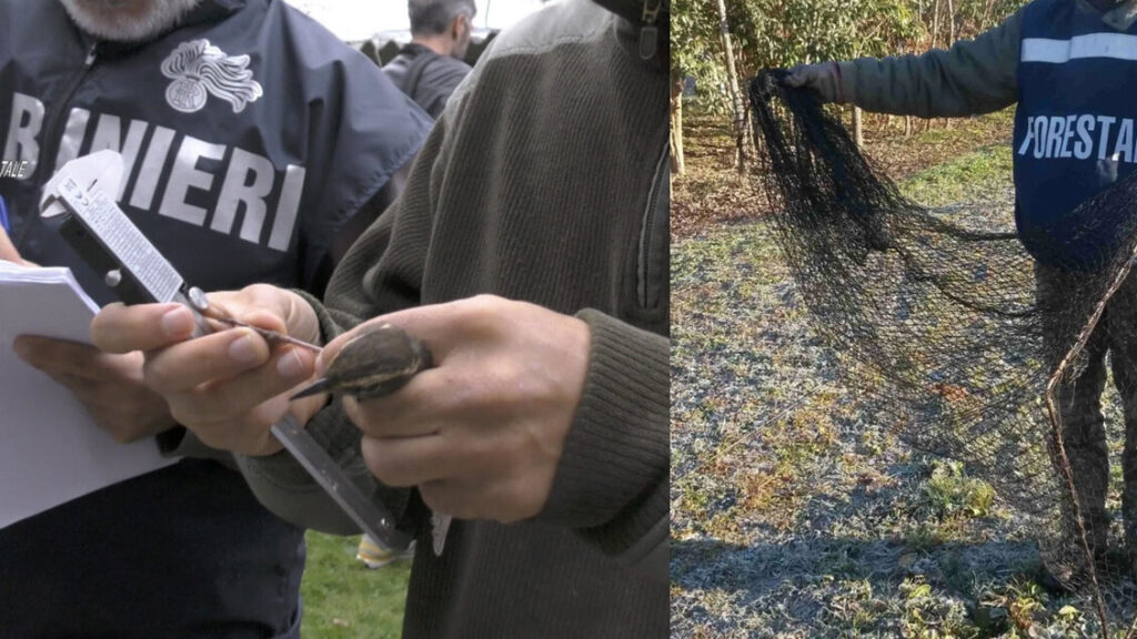 Indagate 9 persone tra Friuli Venezia Giulia e Veneto per traffico ...