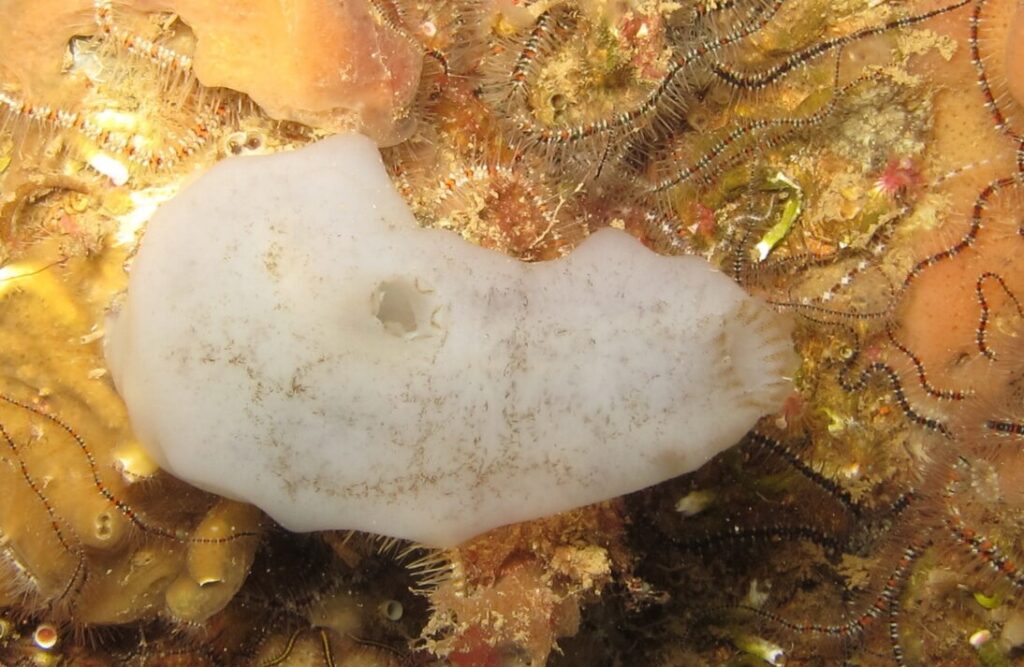 Scoperta di una nuova specie di ascidia mobile nel golfo di napoli cambia le carte in tavola ...