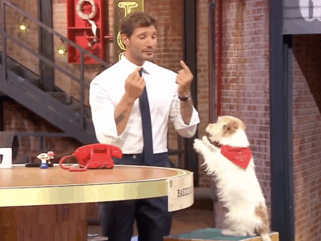 Seven, il cane che ha conquistato Affari Tuoi: da attore a star della tv